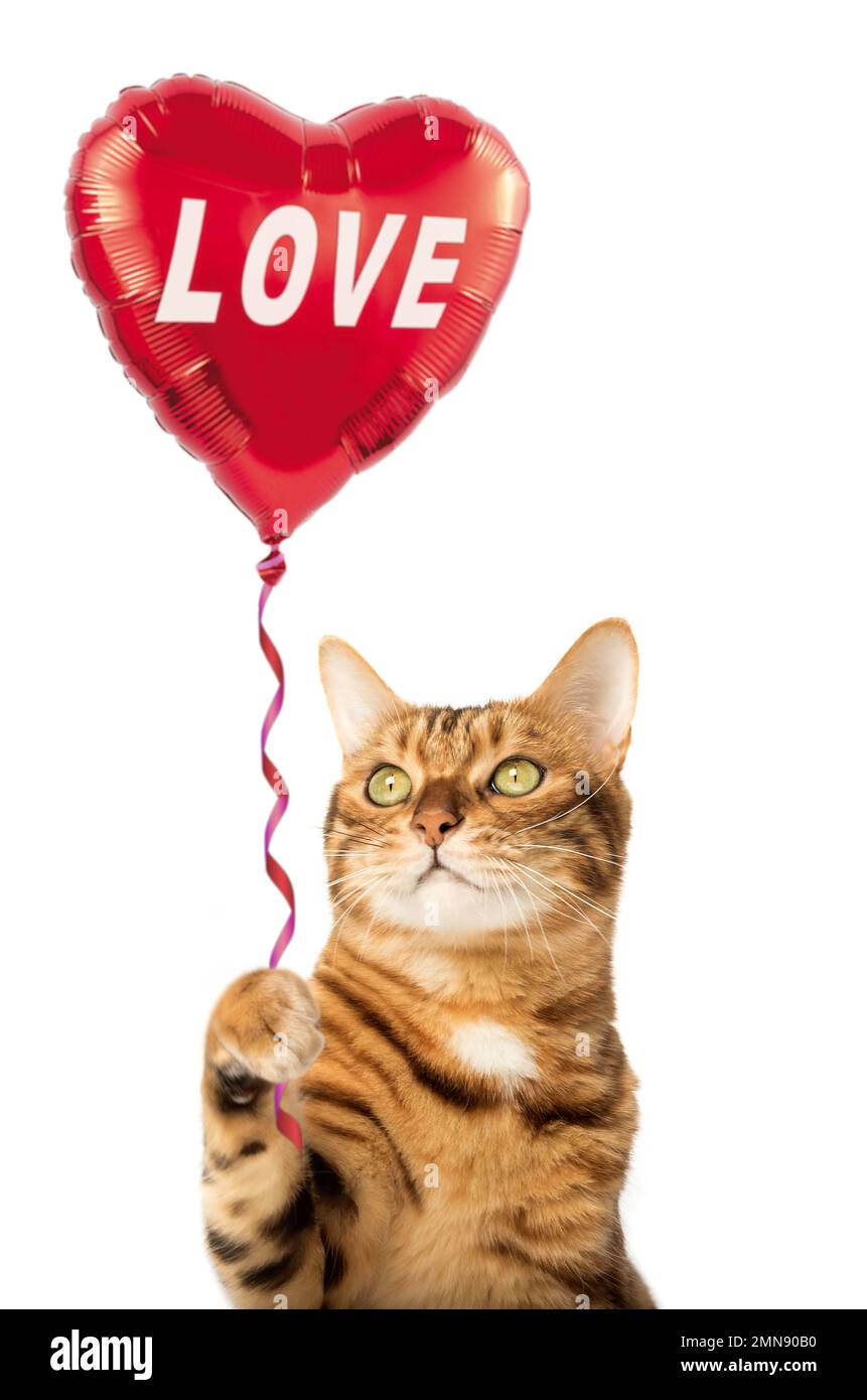 Cartoon tier herz katze -Fotos und -Bildmaterial in hoher Auflösung – Alamy