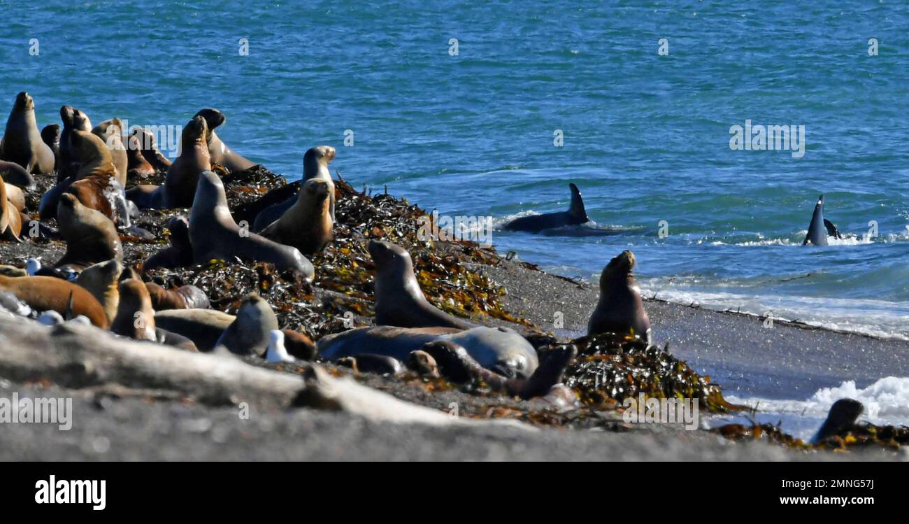 Orca whales hunt sea lion pups on a beach at Punta Norte, Valdes ...