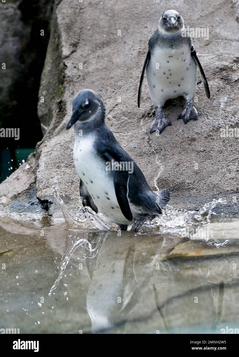 Two juvenile African Penguins explore the penguin habitat at the ...