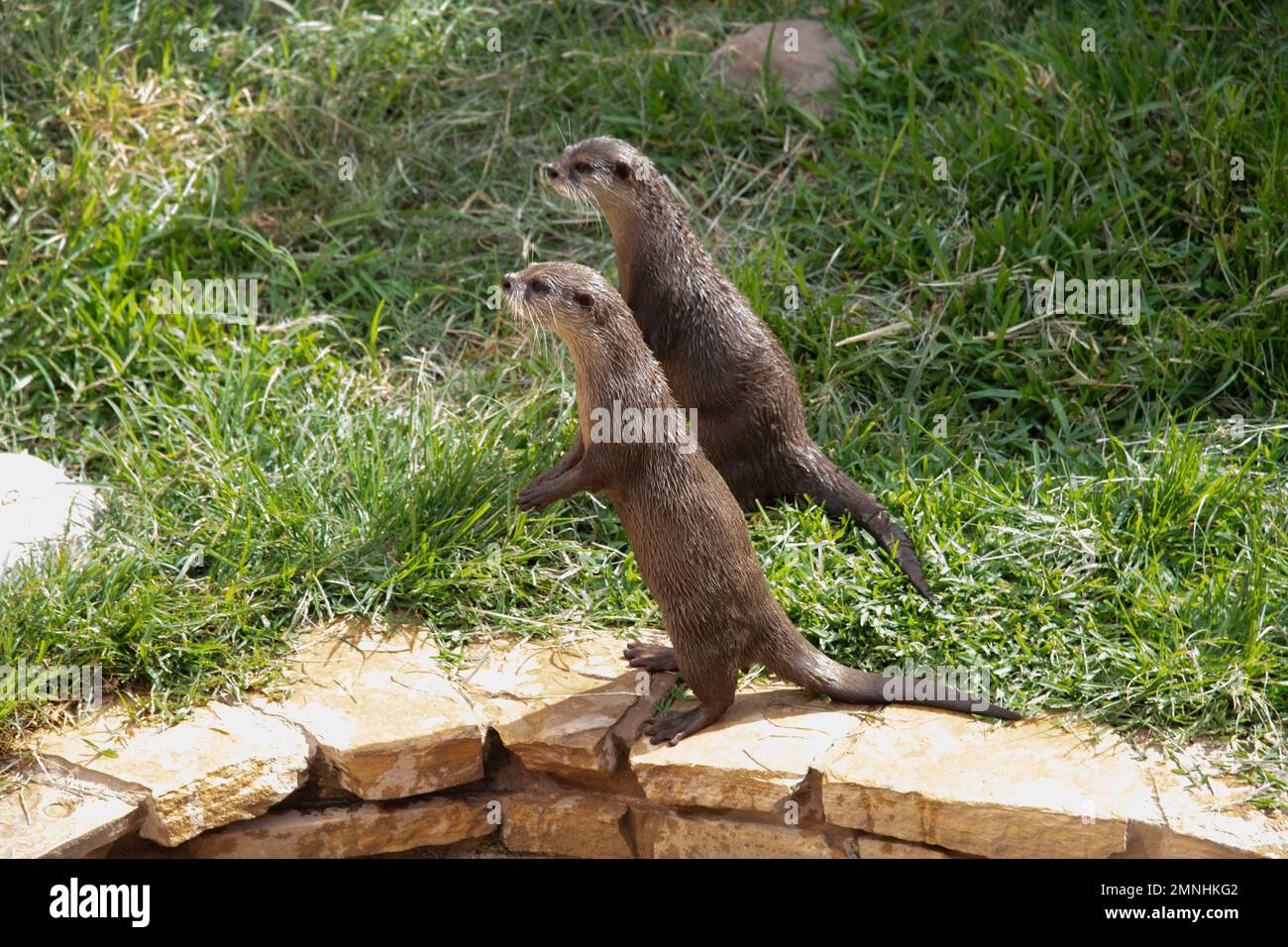 Otter nach links -Fotos und -Bildmaterial in hoher Auflösung – Alamy