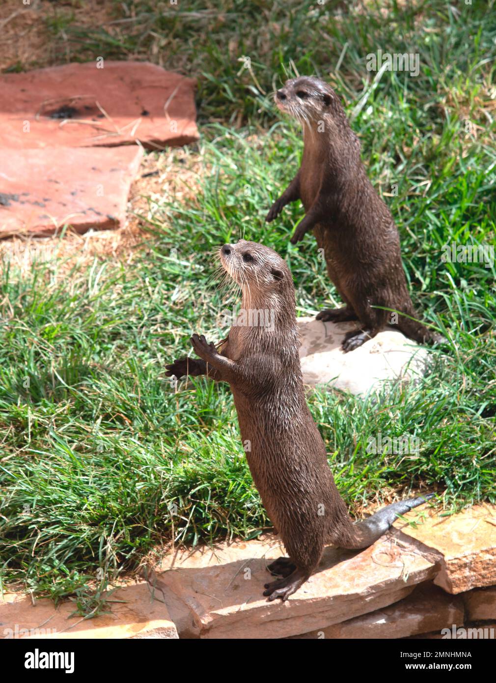 Seaworld san antonio otter -Fotos und -Bildmaterial in hoher Auflösung – Alamy