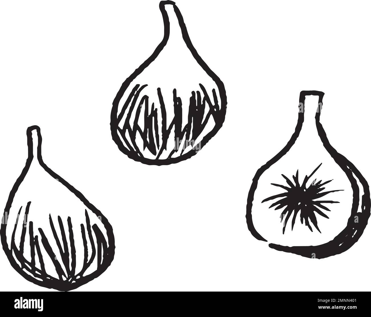 Schwarze feigen Stock-Vektorgrafiken kaufen - Alamy