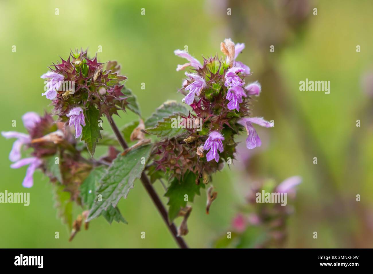 Brennnessel taub lila -Fotos und -Bildmaterial in hoher Auflösung – Alamy