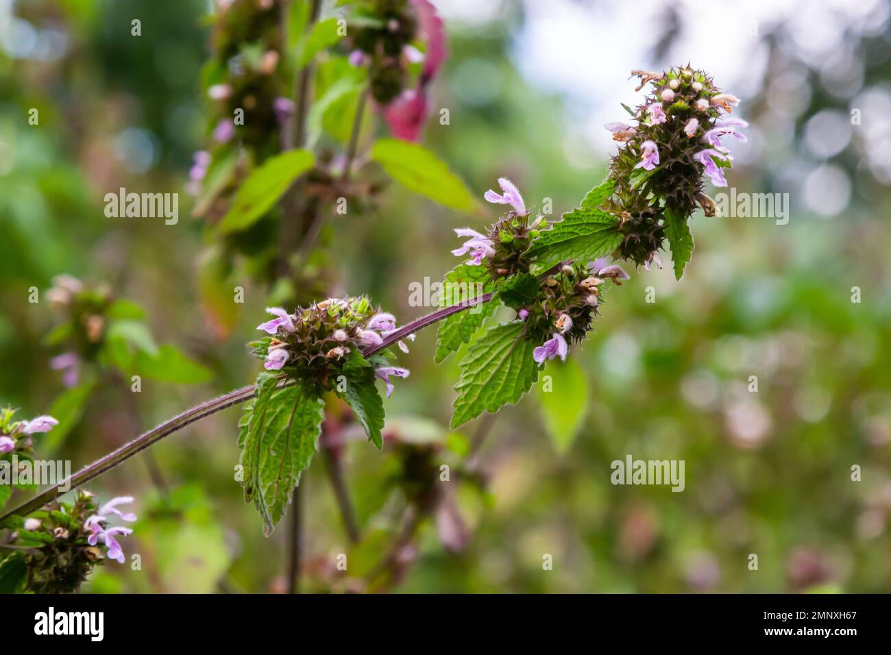 Brennnessel taub lila -Fotos und -Bildmaterial in hoher Auflösung – Alamy
