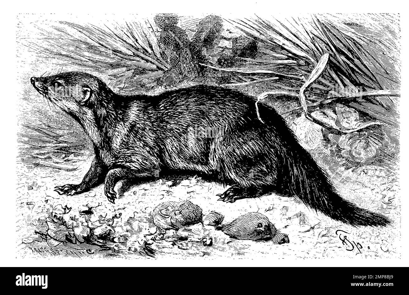 Dunkelkusimanse, Crossarchus obscurus, eine Raubtierart aus der Familie ...