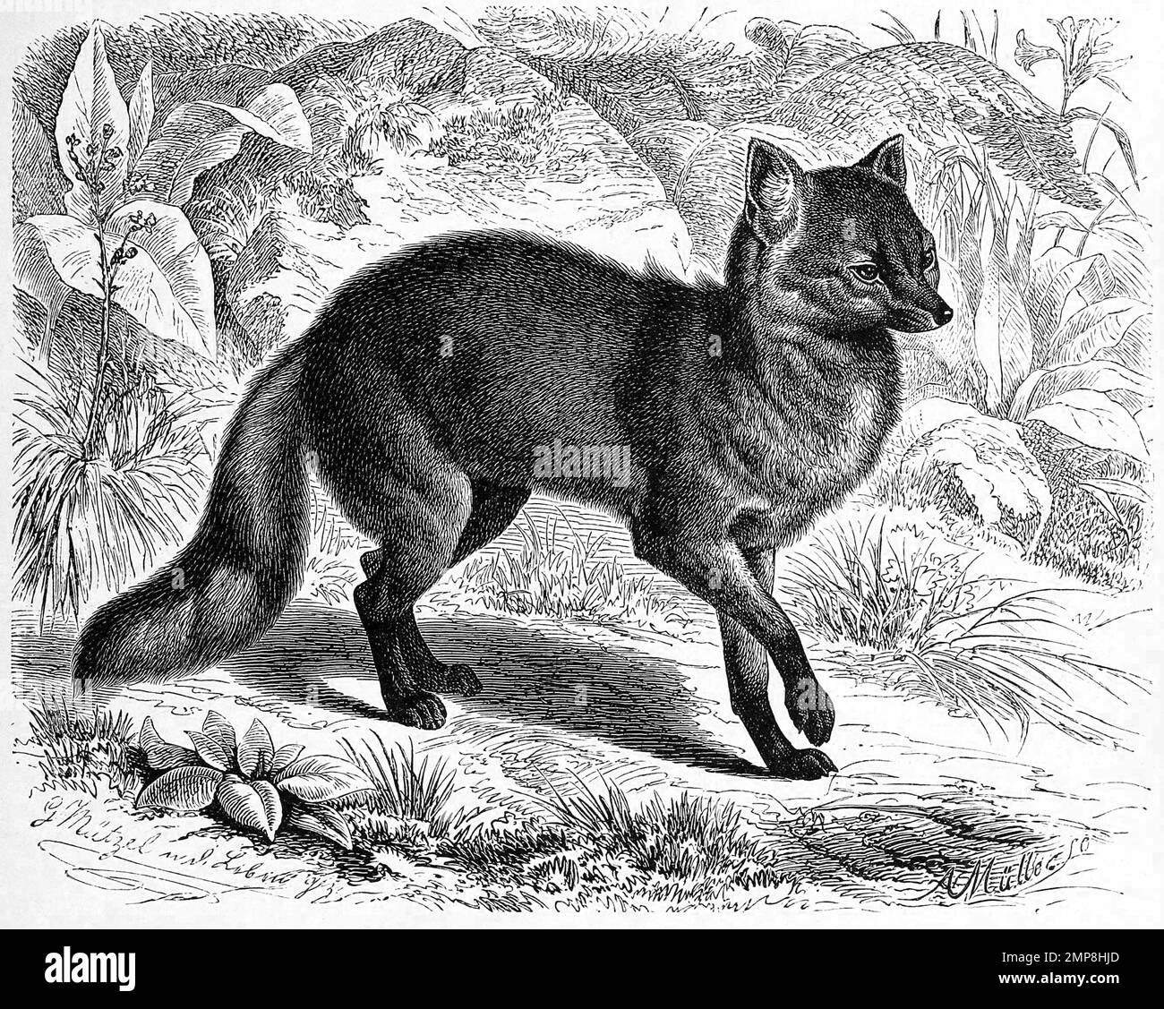 Maikong, Cerdocyon thous, Krabbenfuchs, ist der häufigste Wildhund ...