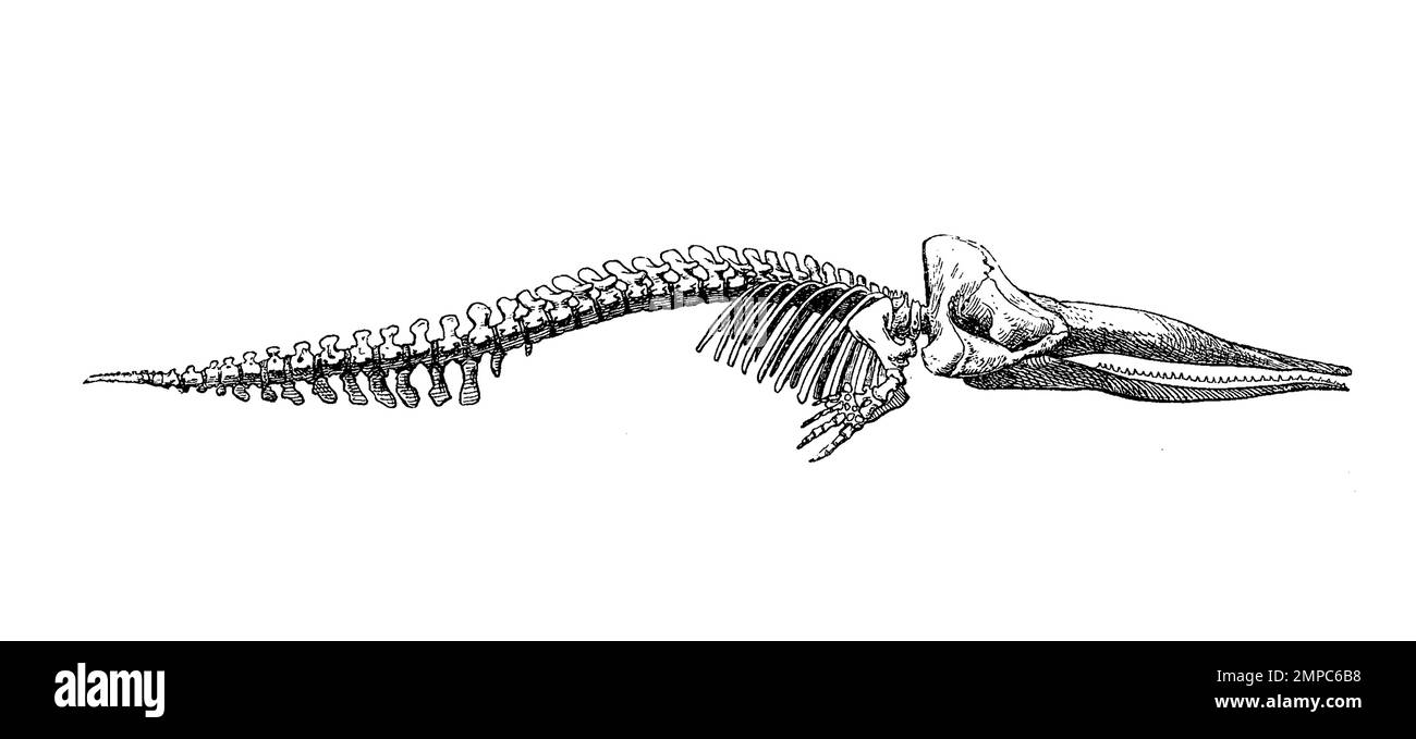 Skelett des Pottwal, Physeter macrocephalus, Physeter catodon, ein in ...