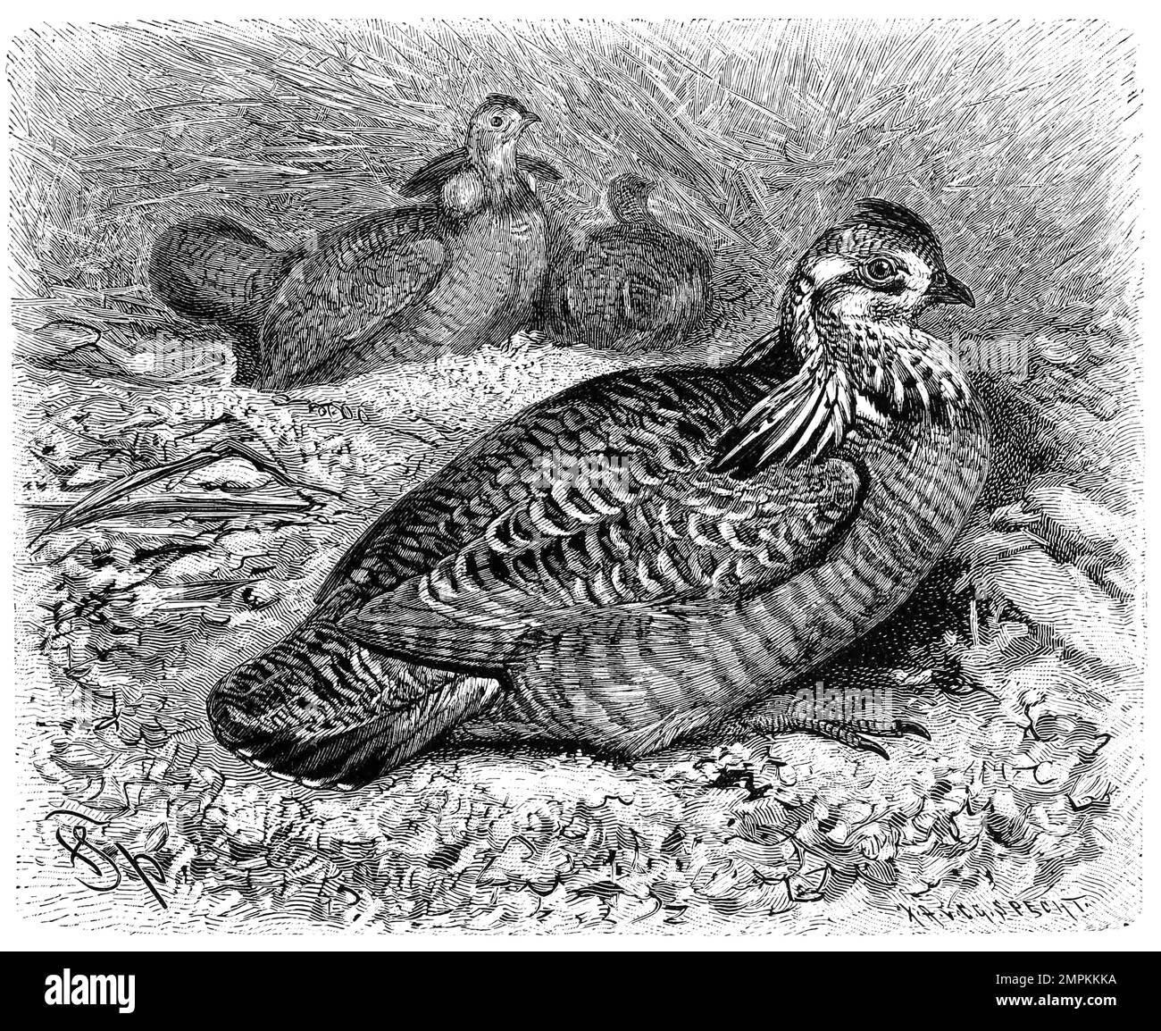 Vogel, Präriehuhn, Tympanuchus cupido, eine in Nordamerika vorkommende ...