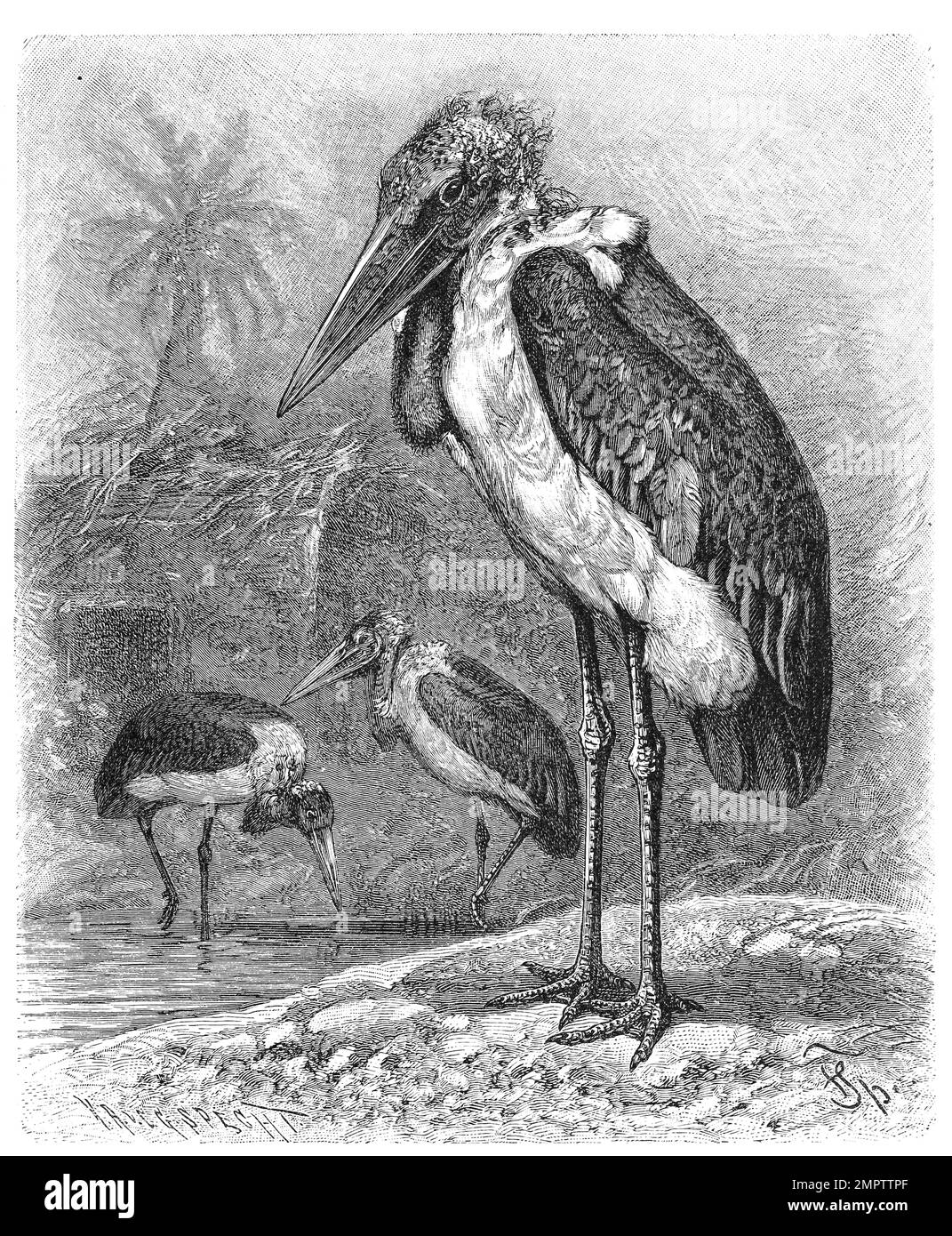 Vogel, Marabu, Leptoptilos crumeniferus, in Afrika Vorkommende Vogelart ...
