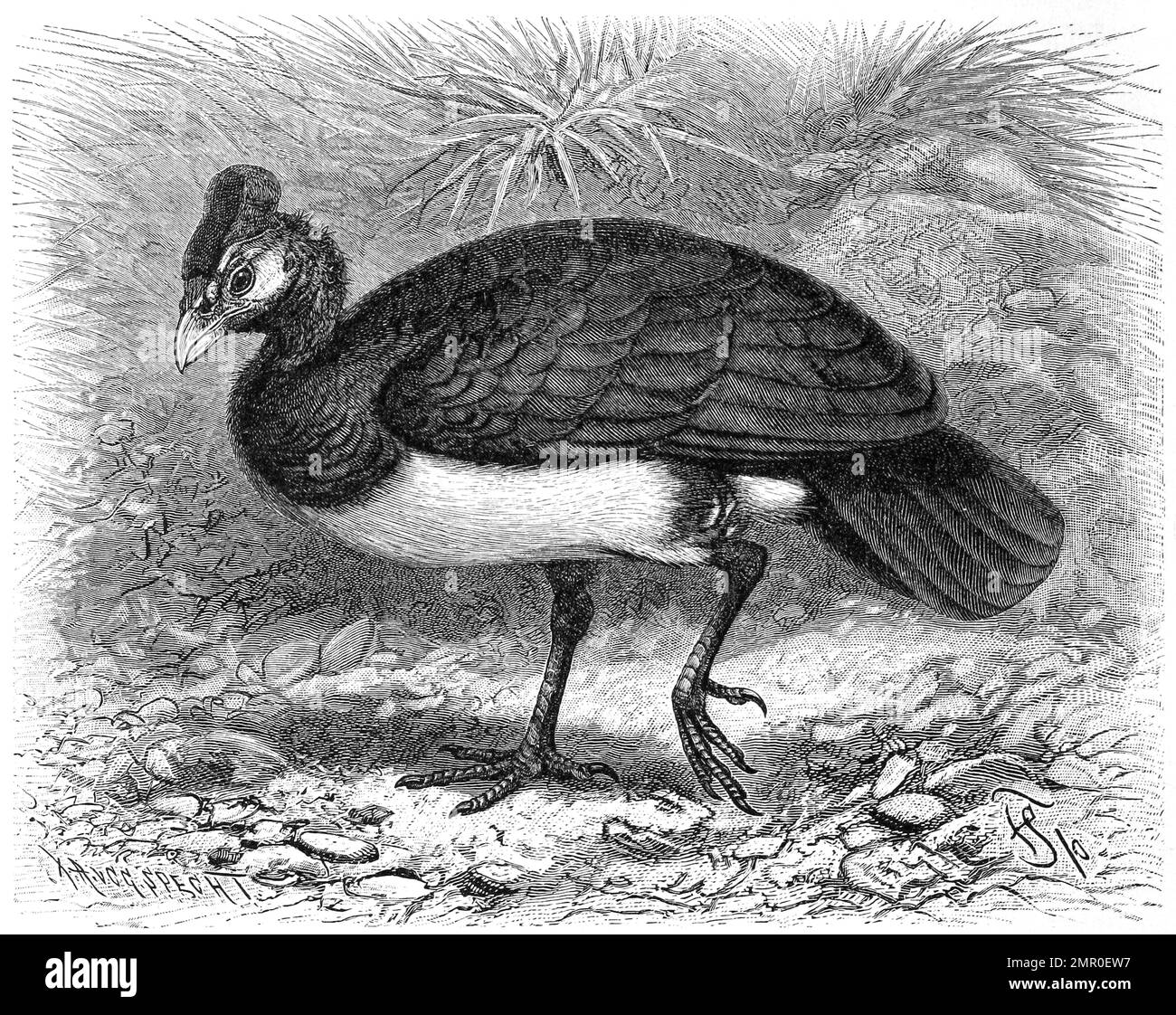 Vogel, Hammerhuhn, Macrocephalon maleo, auch als Maleo bezeichnet, ein ...