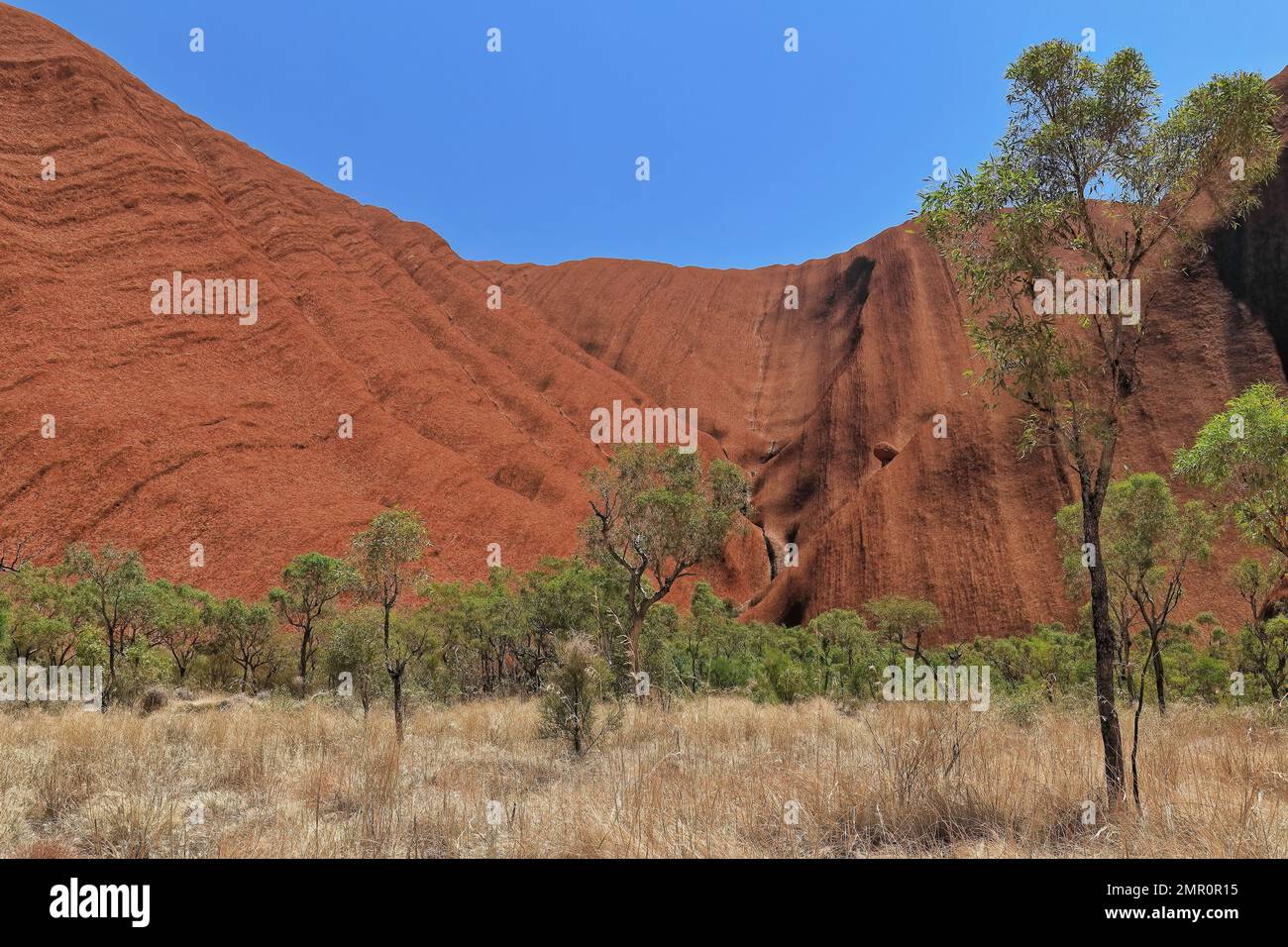 Mulga strauch -Fotos und -Bildmaterial in hoher Auflösung – Alamy