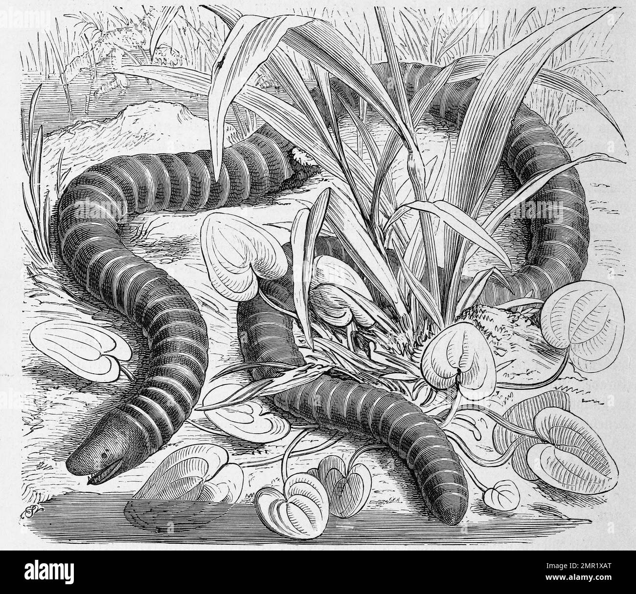 Reptilien, Ringelwühle, Siphonops annulatus ist eine unterirdisch ...