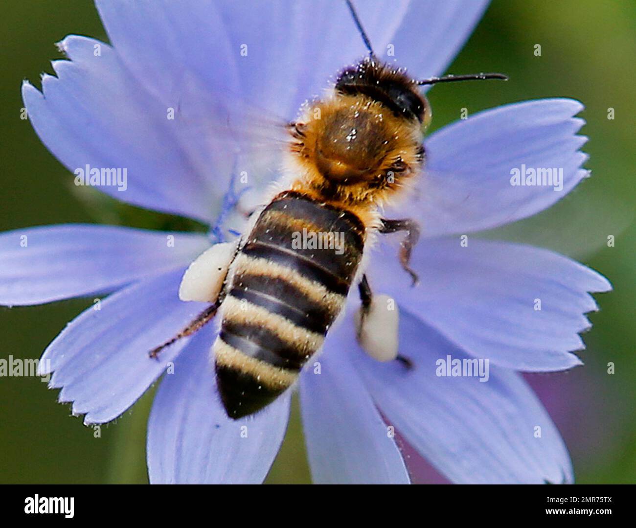 In this Aug. 22, 2017 file photo a bee sits on a cornflower to collect ...