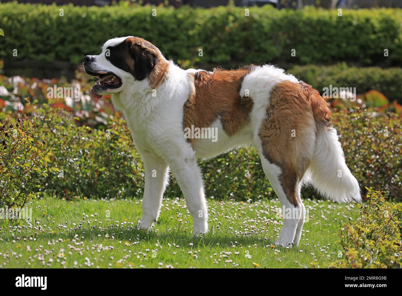 Schweizer erbrasse -Fotos und -Bildmaterial in hoher Auflösung – Alamy