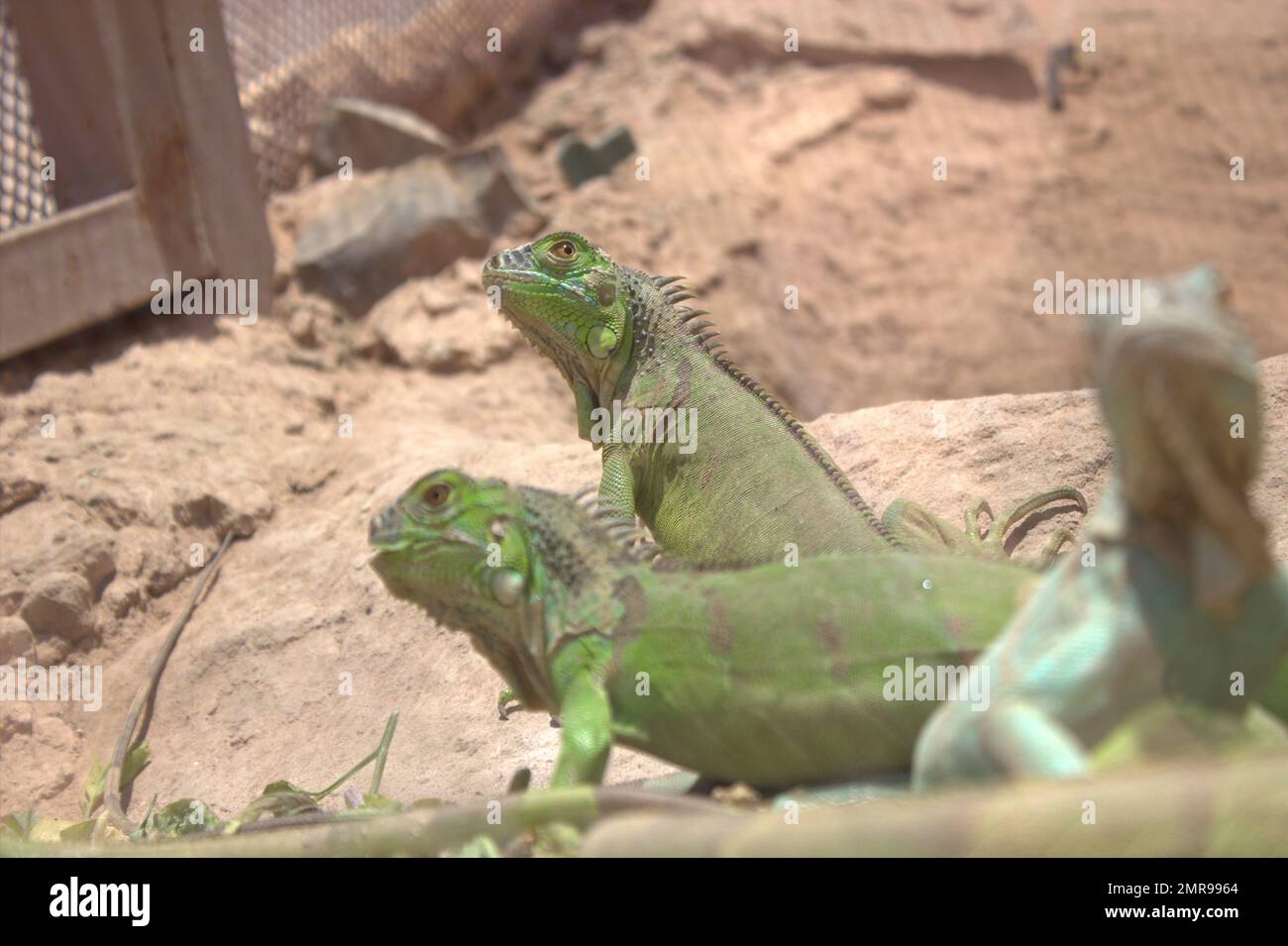 Große eidechse -Fotos und -Bildmaterial in hoher Auflösung – Alamy