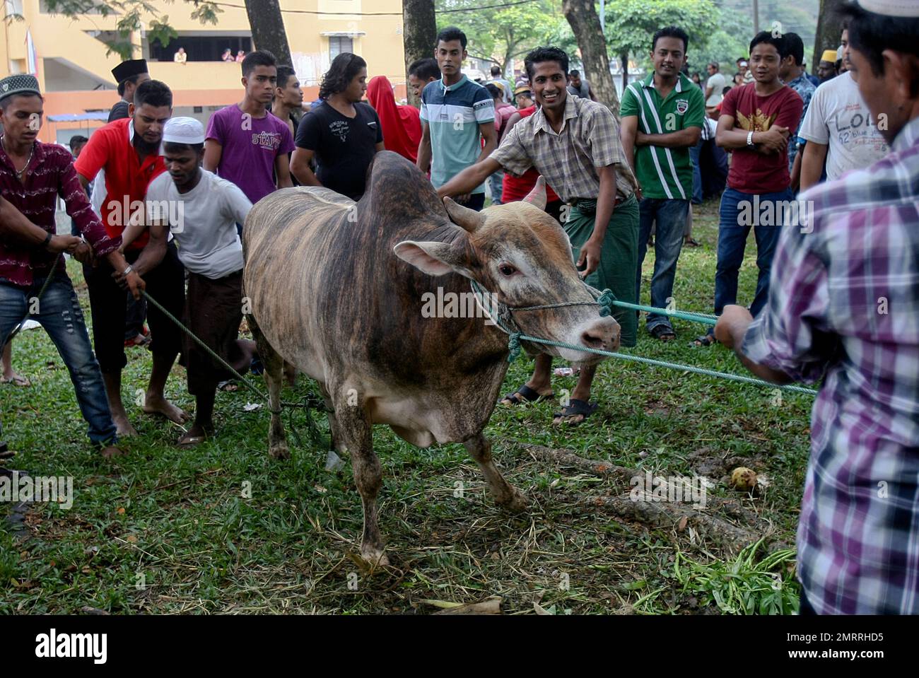 Rohingya Muslims living in Malaysia slaughter a cow for the Islamic ...