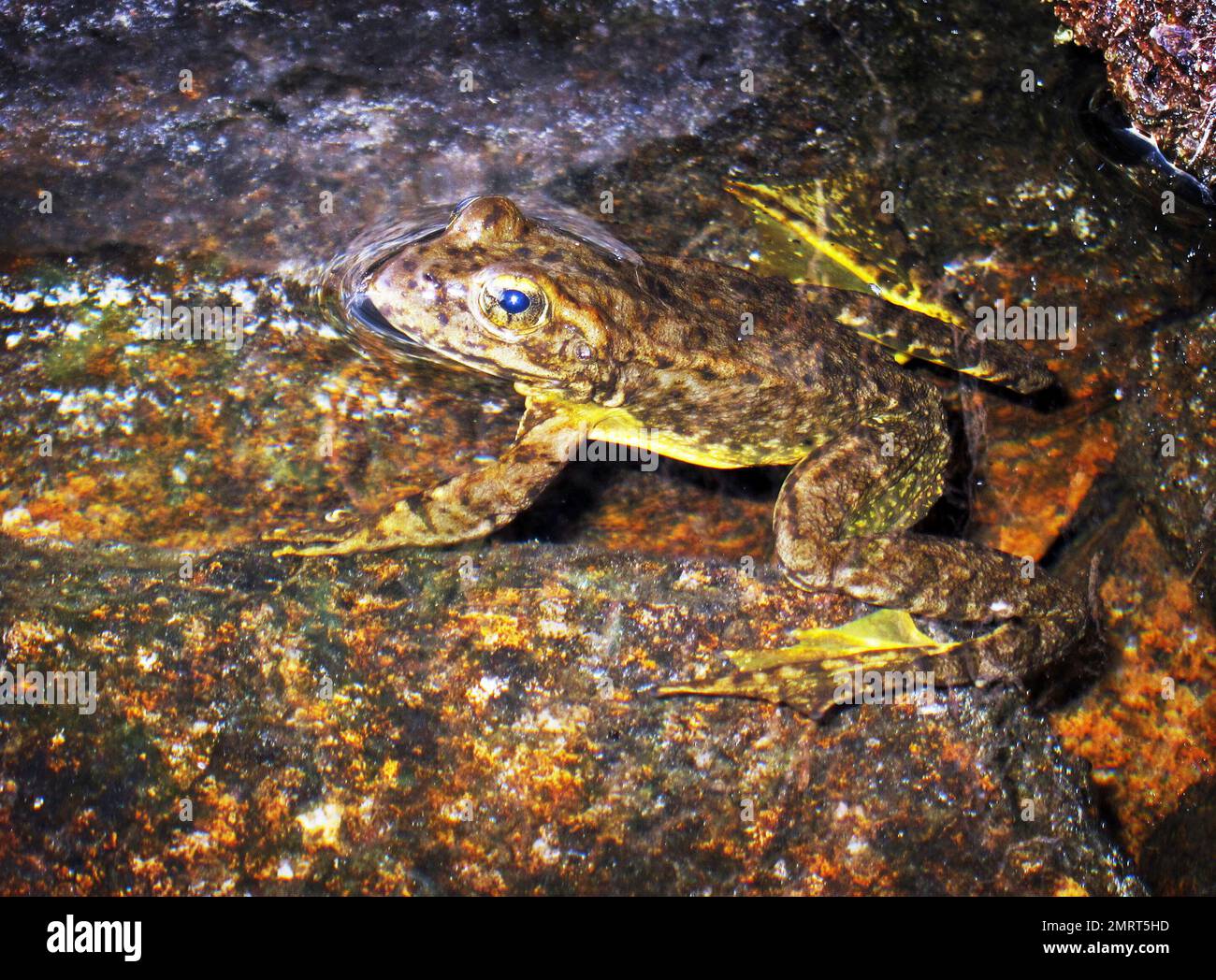 FILE - This Aug. 10, 2013 file photo shows a rare mountain yellow ...