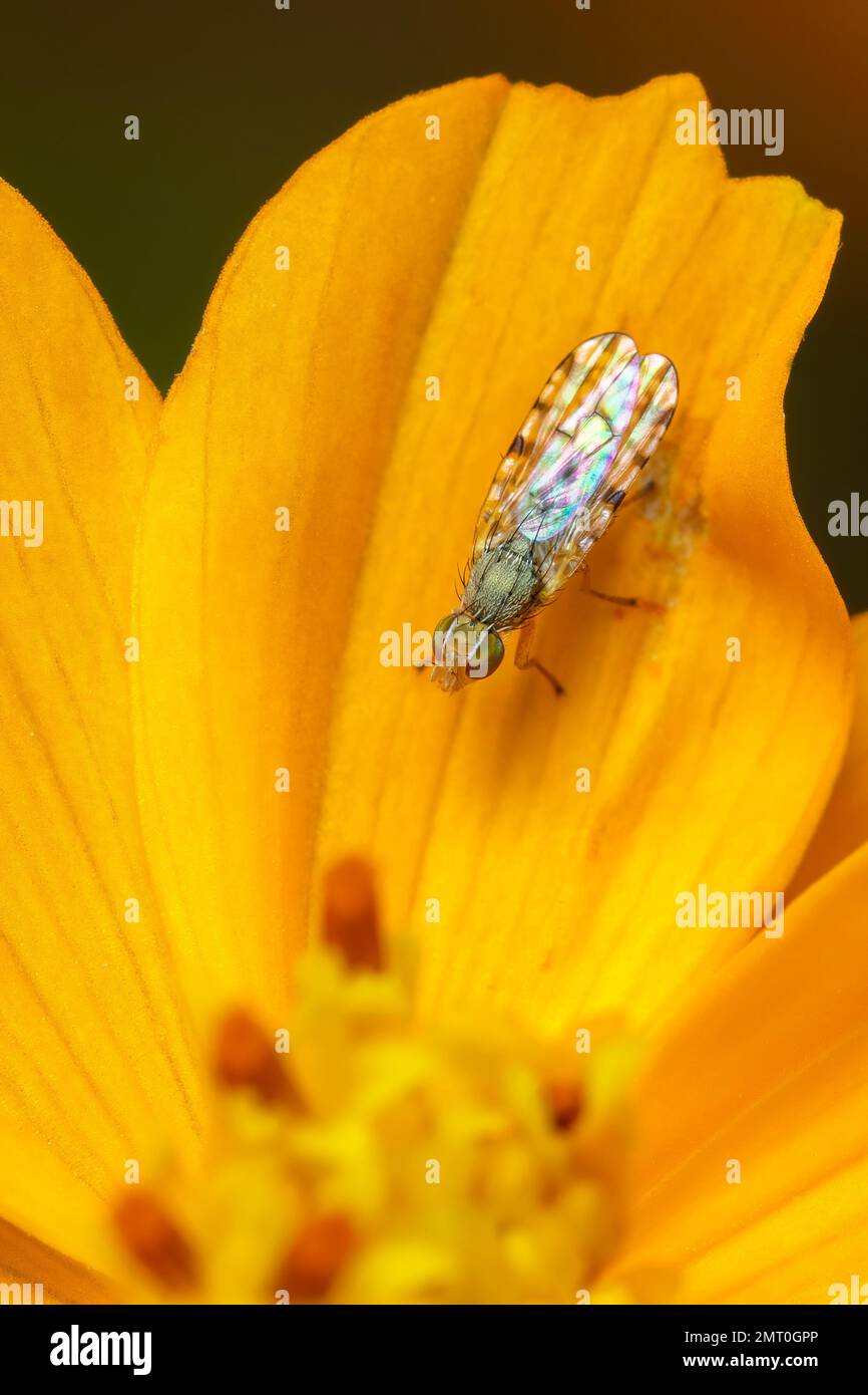 Bild der Larven Spotted Winged Fly (Neotephritis finalis) auf einer ...