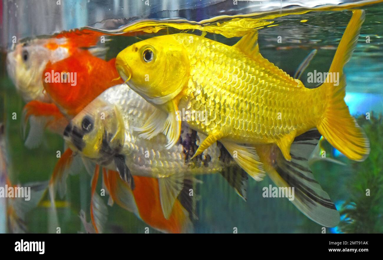 Zen teich koi karpfen pool -Fotos und -Bildmaterial in hoher Auflösung ...