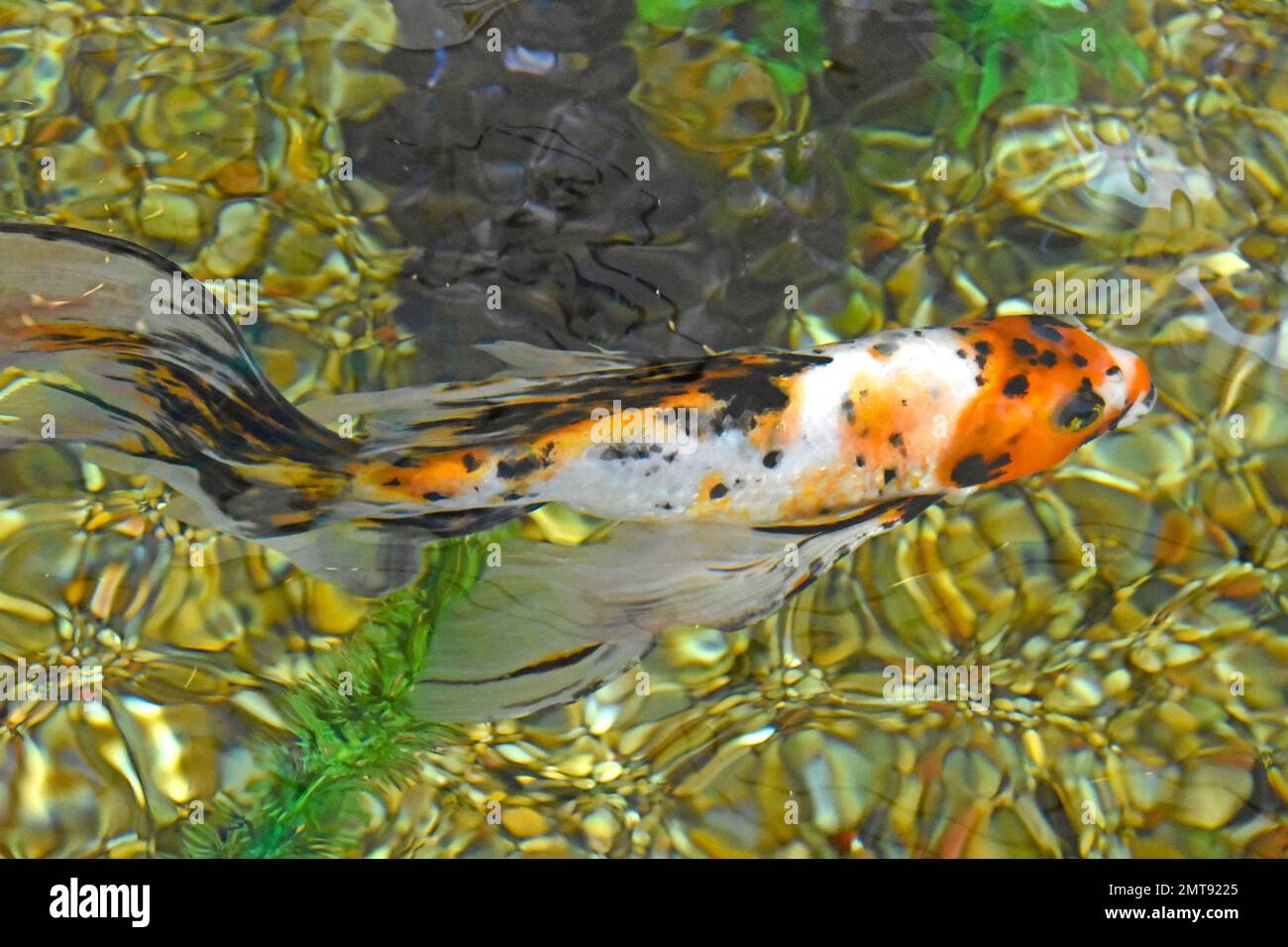 Nishikigoi fisch -Fotos und -Bildmaterial in hoher Auflösung – Alamy