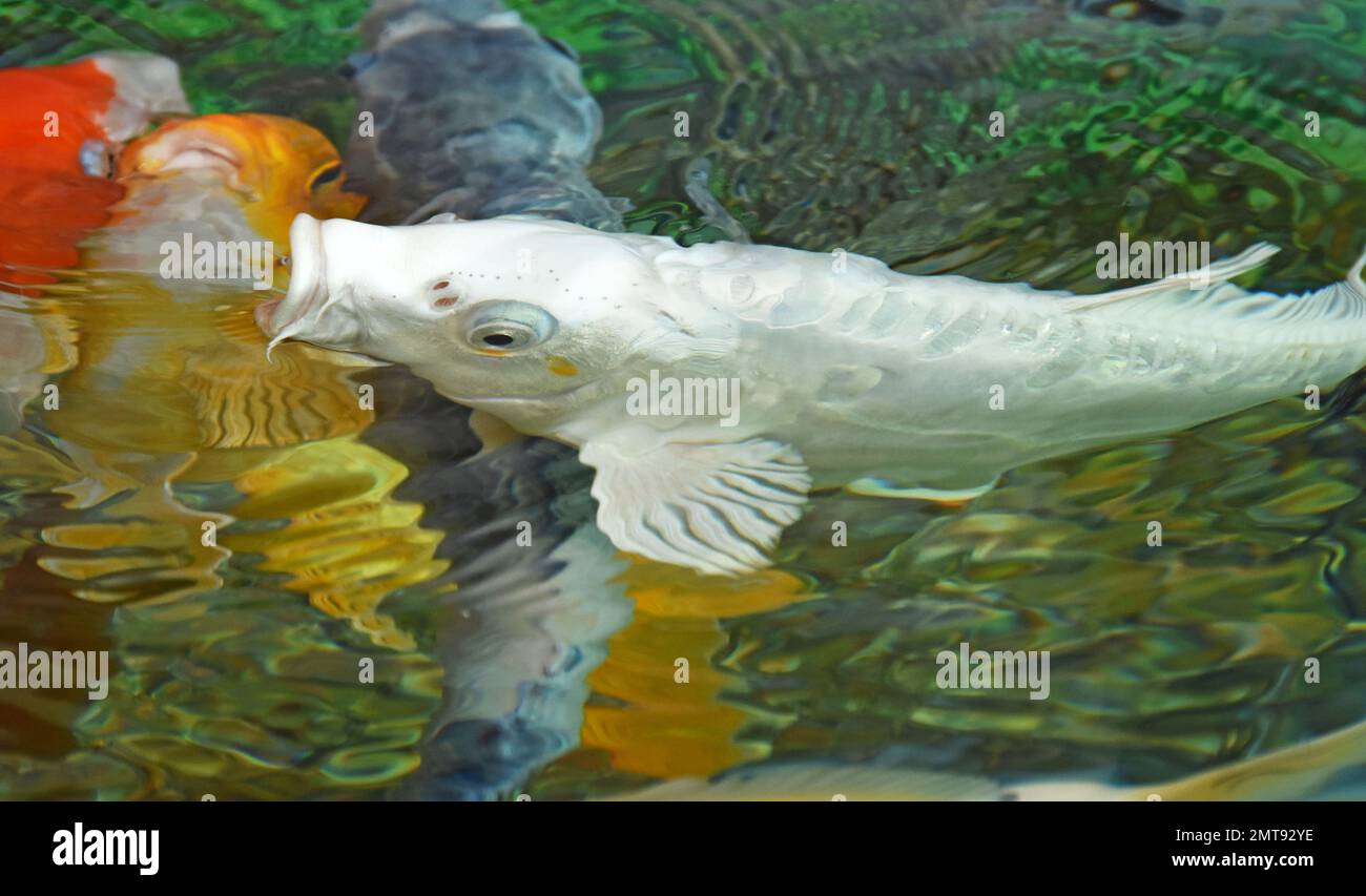 Koi japanese -Fotos und -Bildmaterial in hoher Auflösung – Alamy