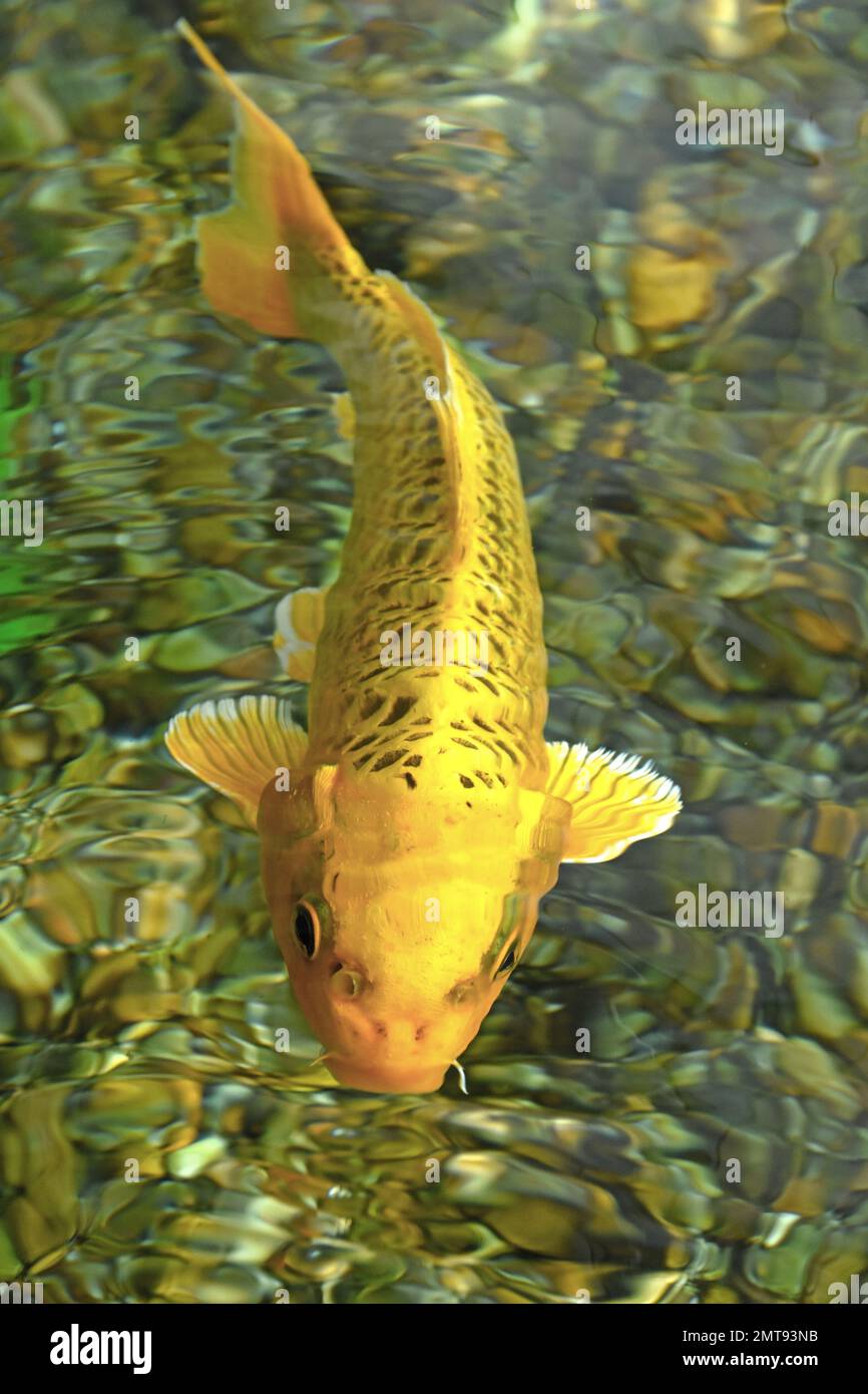 Nishikigoi fisch -Fotos und -Bildmaterial in hoher Auflösung – Alamy