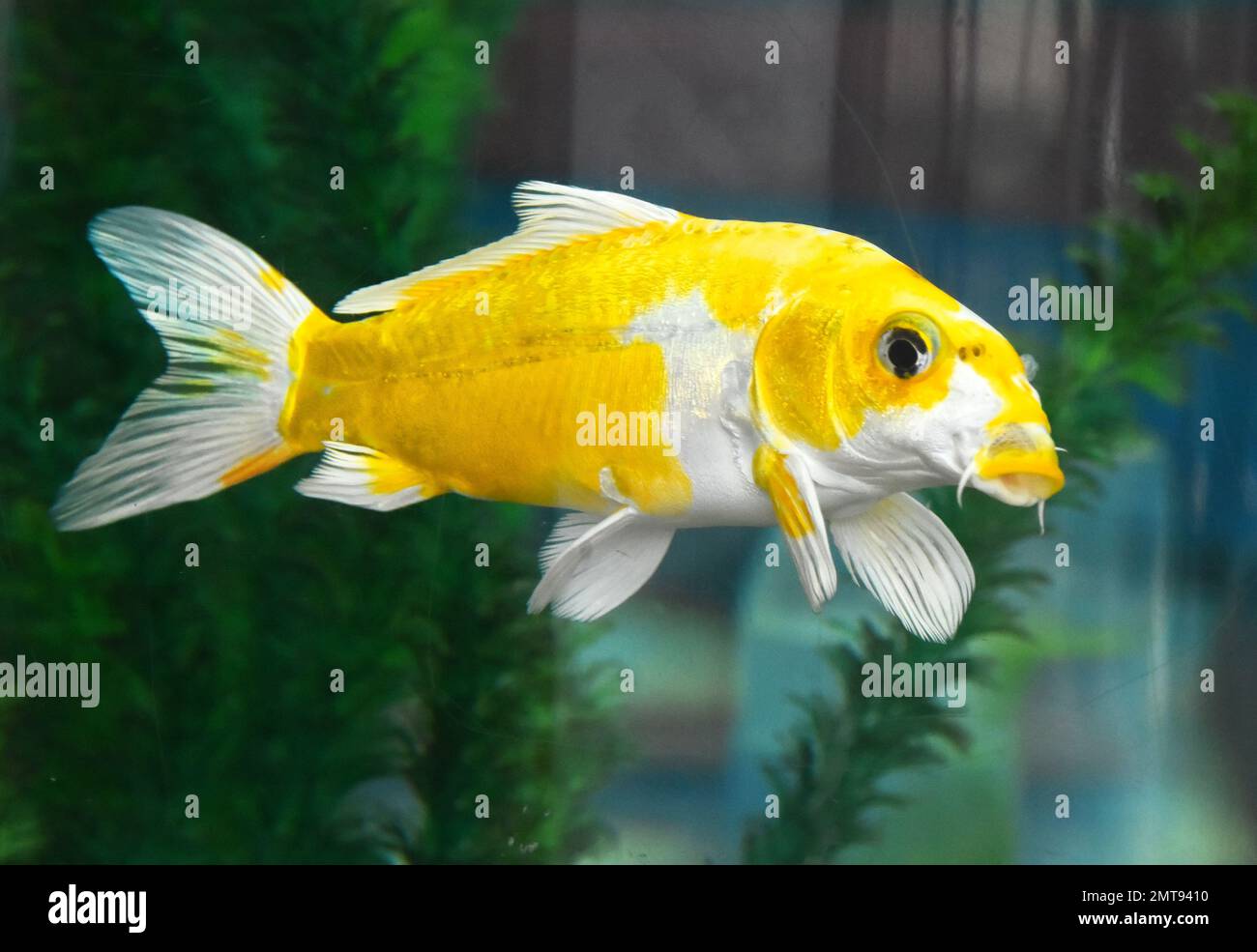 Nishikigoi fisch -Fotos und -Bildmaterial in hoher Auflösung – Alamy