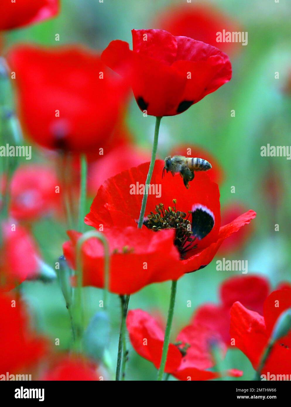 Honigbiene rote blume -Fotos und -Bildmaterial in hoher Auflösung – Alamy