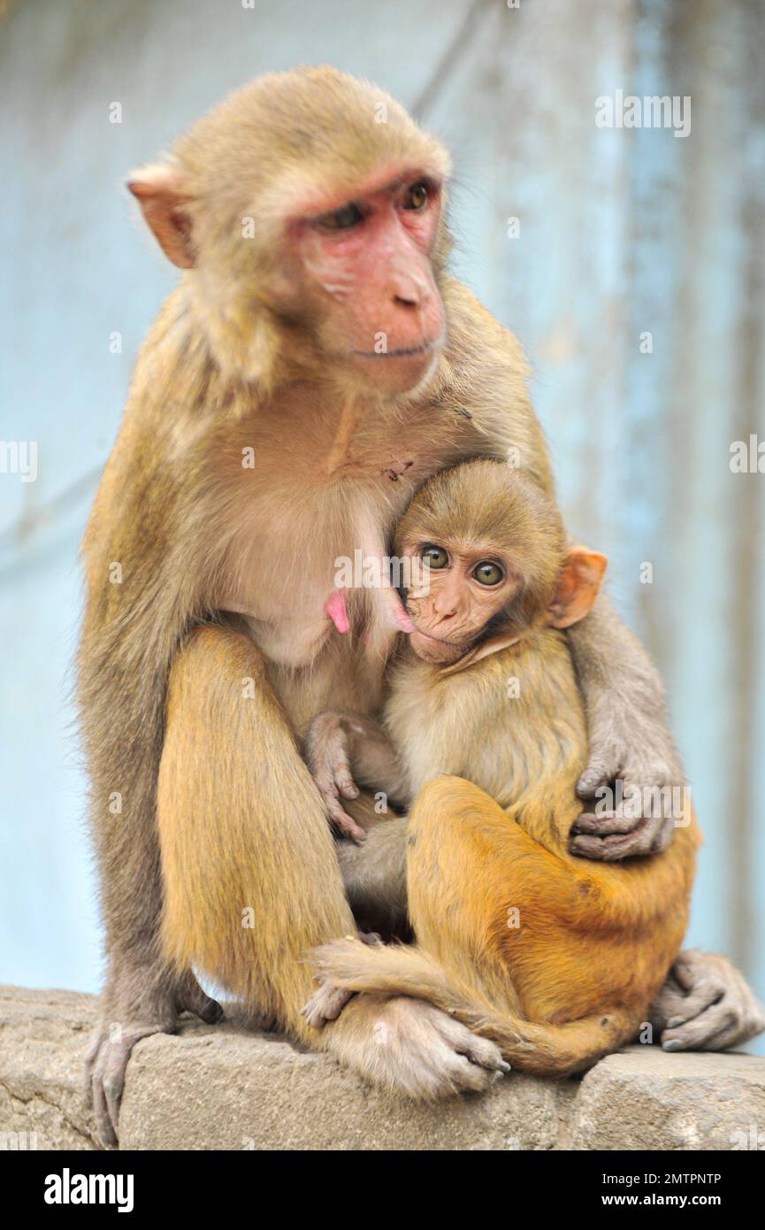 Affen von bangladesch -Fotos und -Bildmaterial in hoher Auflösung – Alamy