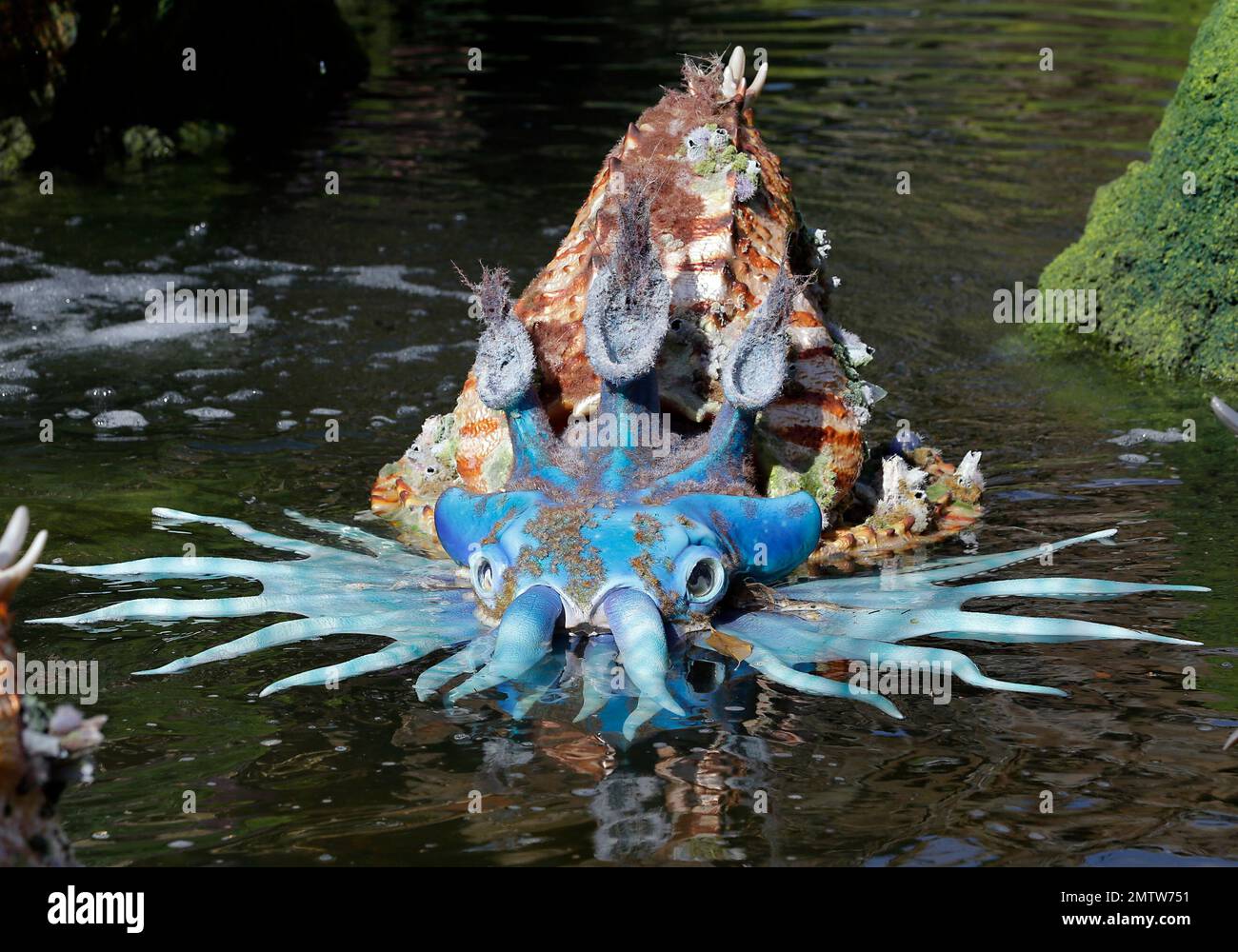 In this Saturday, April 29, 2017 photo, a water creature floats in a ...
