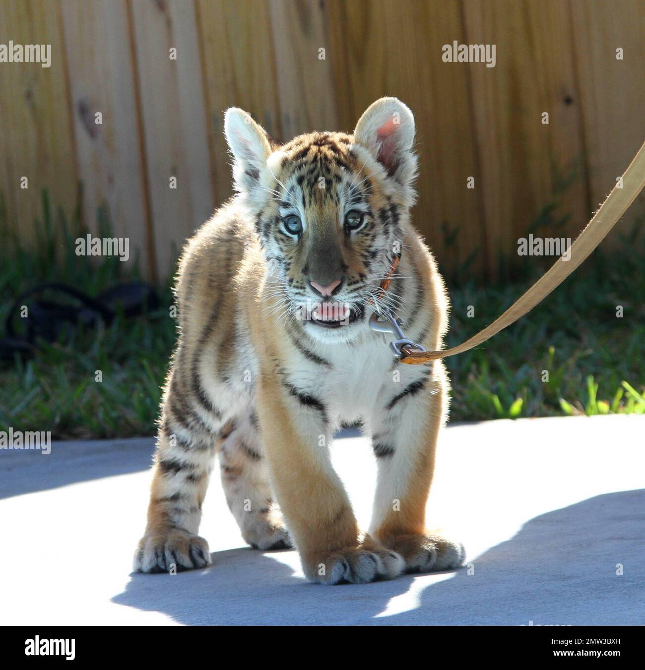 EXKLUSIV!! Das ist Wild Things bezaubernder 10 Wochen alter Tiger Cub ...