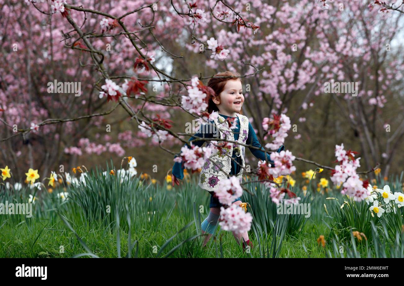 Eve Chick, 3 years old, runs under cherry blossom during a photo call ...