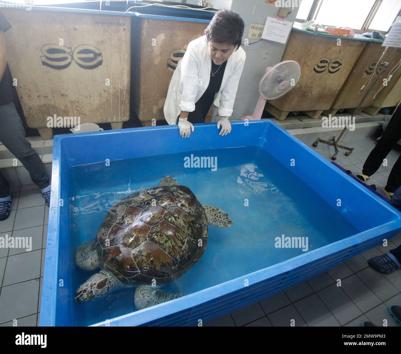 Head of Chulalongkorn University's veterinary medical aquatic animal ...