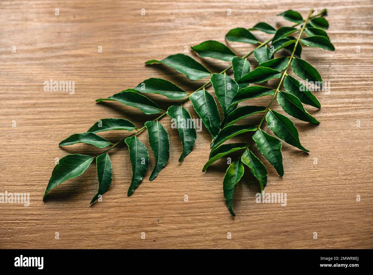 Curry blatt -Fotos und -Bildmaterial in hoher Auflösung – Alamy