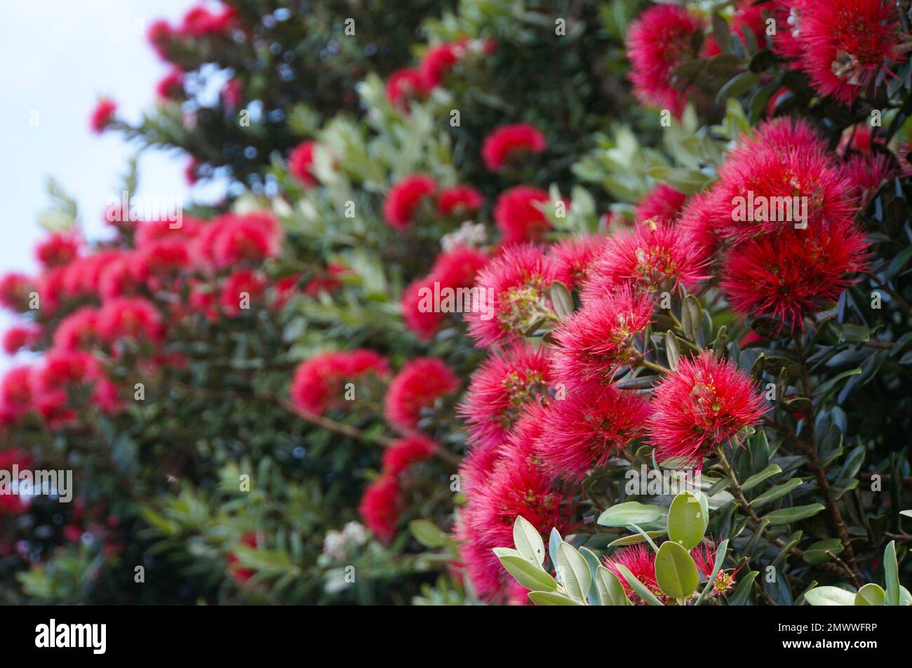 Eine Nahaufnahme der Pohutukawa-Blume (Metrosideros excelsa), auch bekannt als neuseeländischer ...