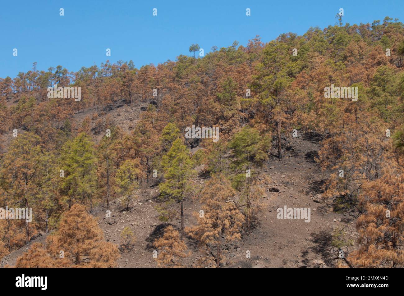 Verbrannter Wald der Kanarischen Kiefer (Pinus canariensis). Integrales ...