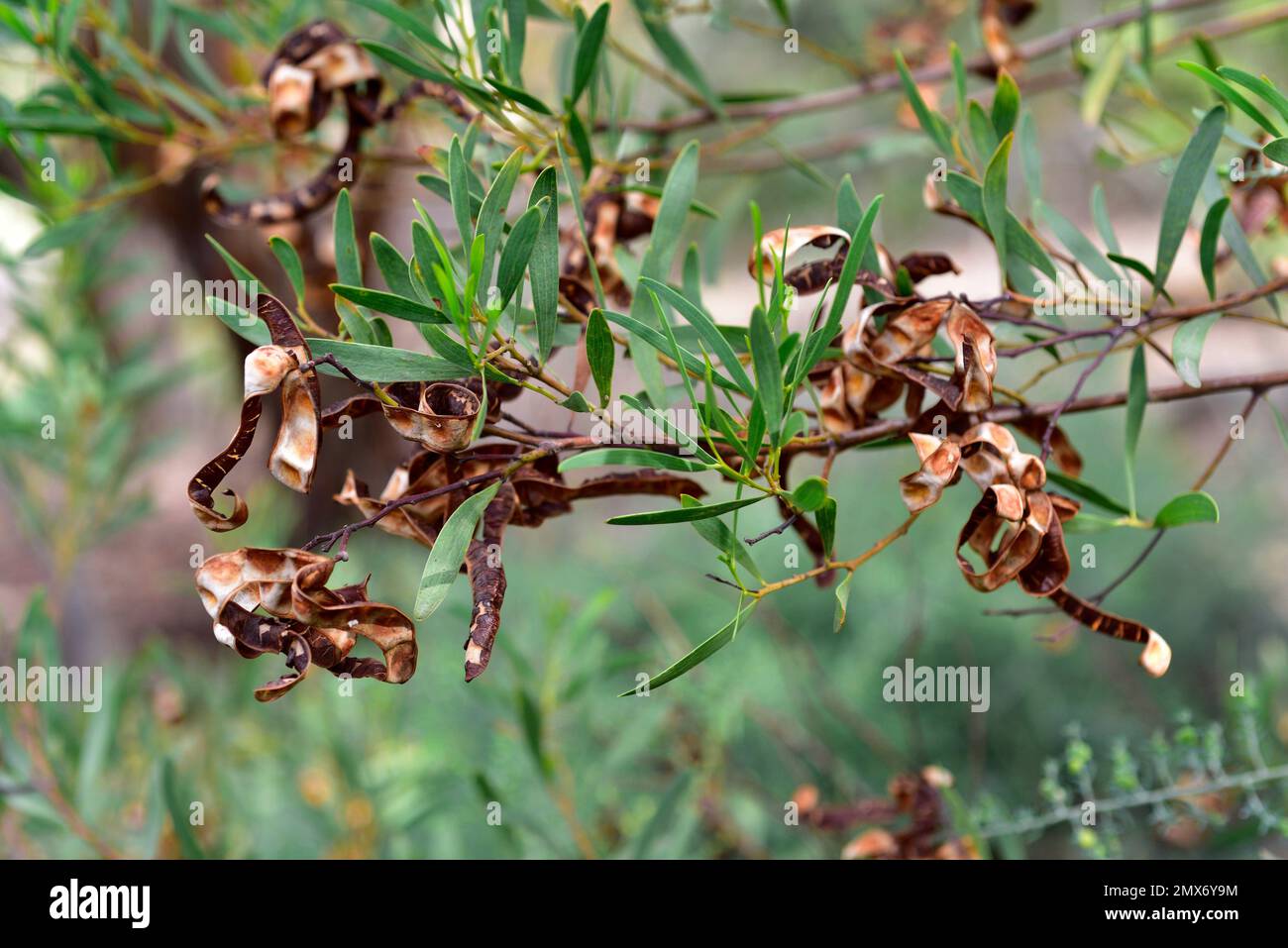Mulga strauch -Fotos und -Bildmaterial in hoher Auflösung – Alamy
