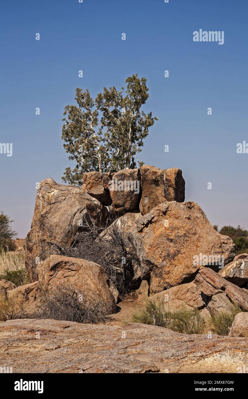 Namaqua region -Fotos und -Bildmaterial in hoher Auflösung – Alamy