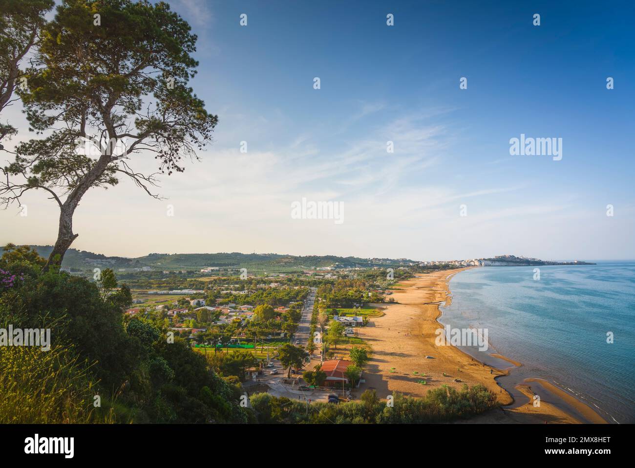 Vieste und Pizzomunno Strand und ein Baum, Gargano Halbinsel, Apulien ...