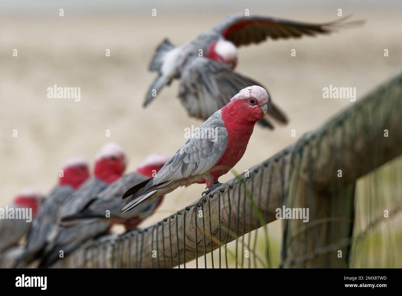 GALAH - Eolophus roseicapilla - auch bekannt als Rosenkakadu, Galah ...