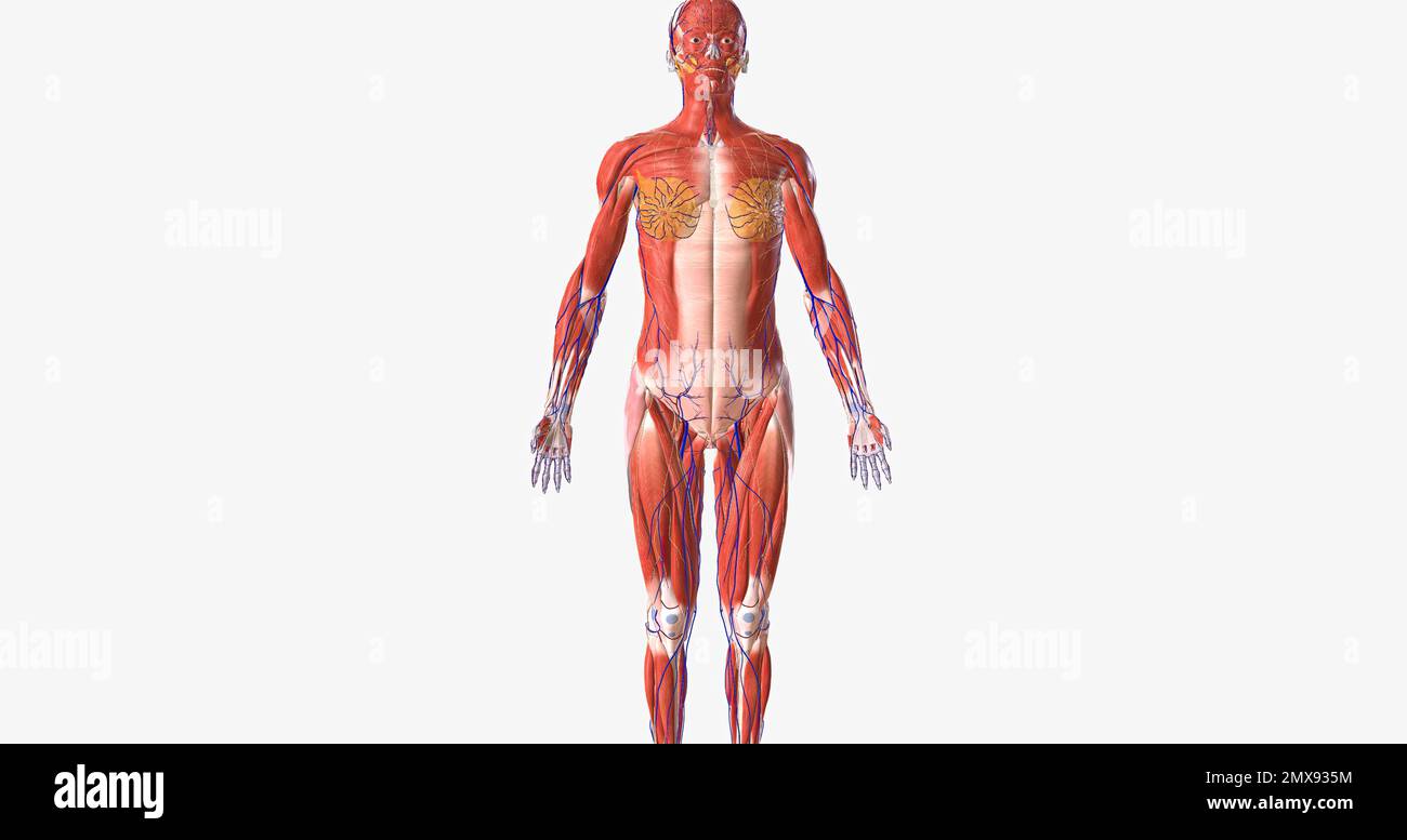 Anatomy female abdomen pelvis -Fotos und -Bildmaterial in hoher ...