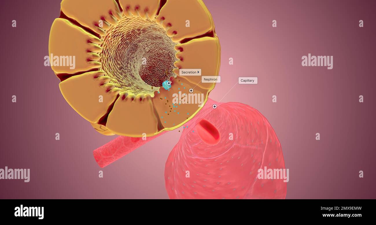Die Sekretion erfolgt entlang des Nephrons, um unnötige Substanzen aus ...