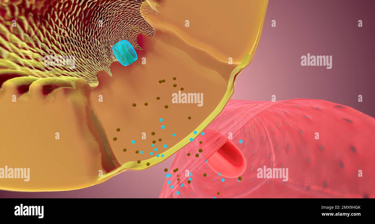 Peripherer gefäßwiderstand -Fotos und -Bildmaterial in hoher Auflösung ...