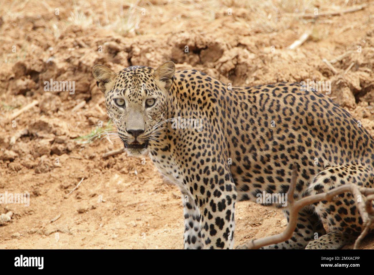 Leopard in Sri Lanka in der Wildnis. Besuchen Sie Sri Lanka ...