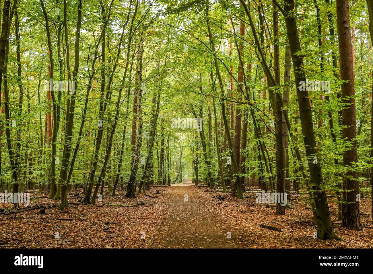 Spandauer forst -Fotos und -Bildmaterial in hoher Auflösung – Alamy