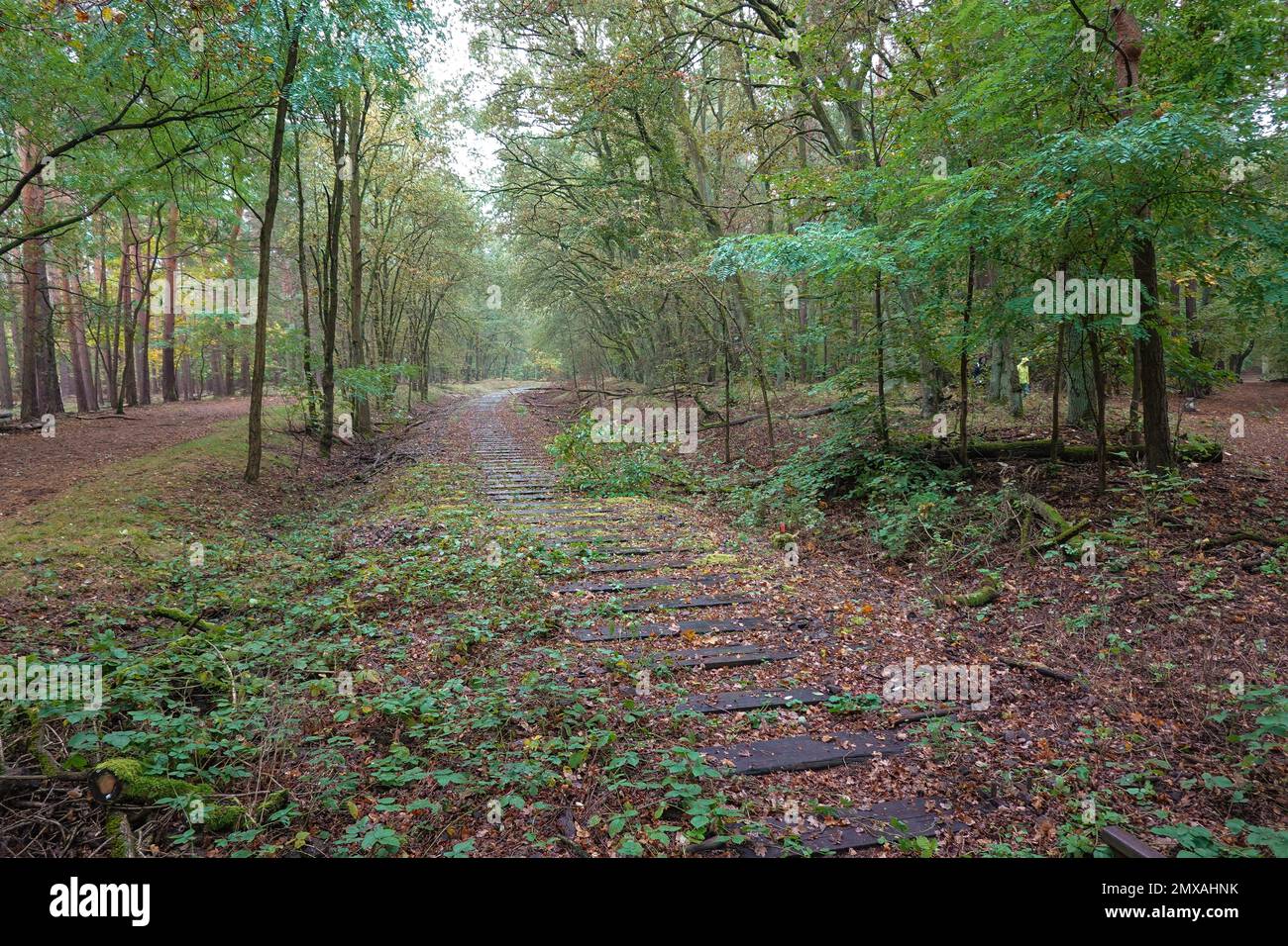 Alte Eisenbahnstrecke der Boetzowbahn, Spandauer Forst, Hakenfelde ...