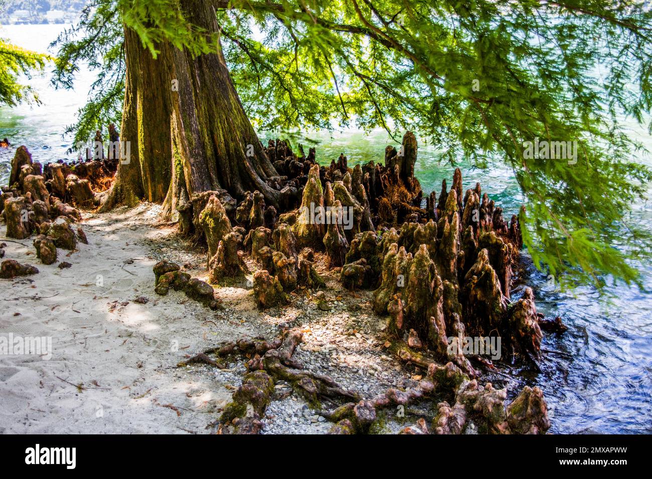 Subtropischer Botanischer Garten auf den Brissago-Inseln im Lago ...