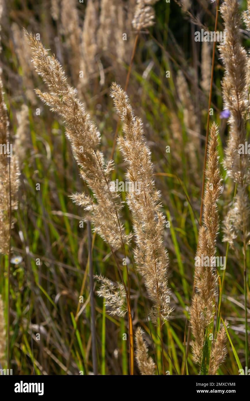 Chee reedgrass -Fotos und -Bildmaterial in hoher Auflösung – Alamy
