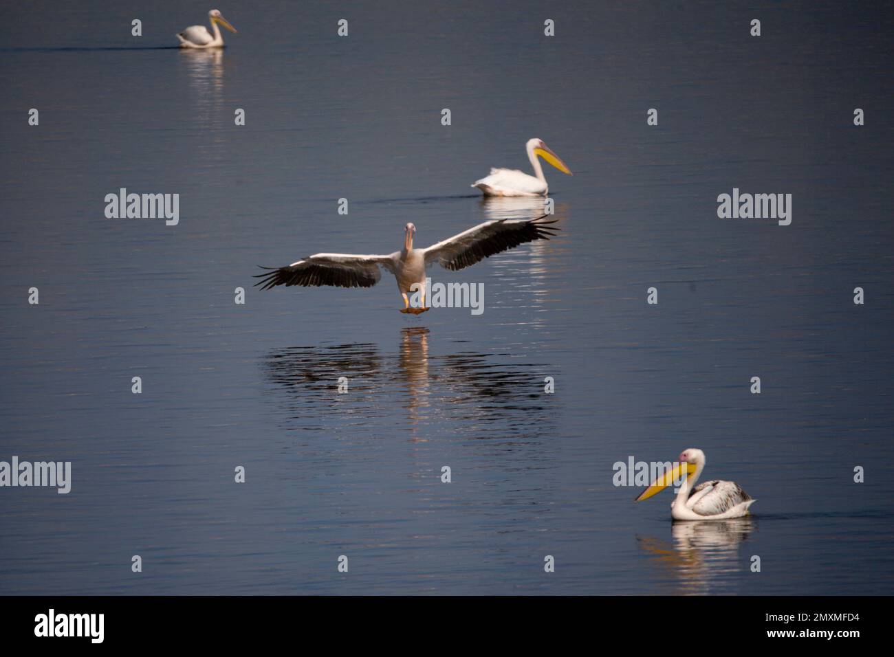 A Great White Pelican lands in Mishmar HaSharon reservoir before it ...