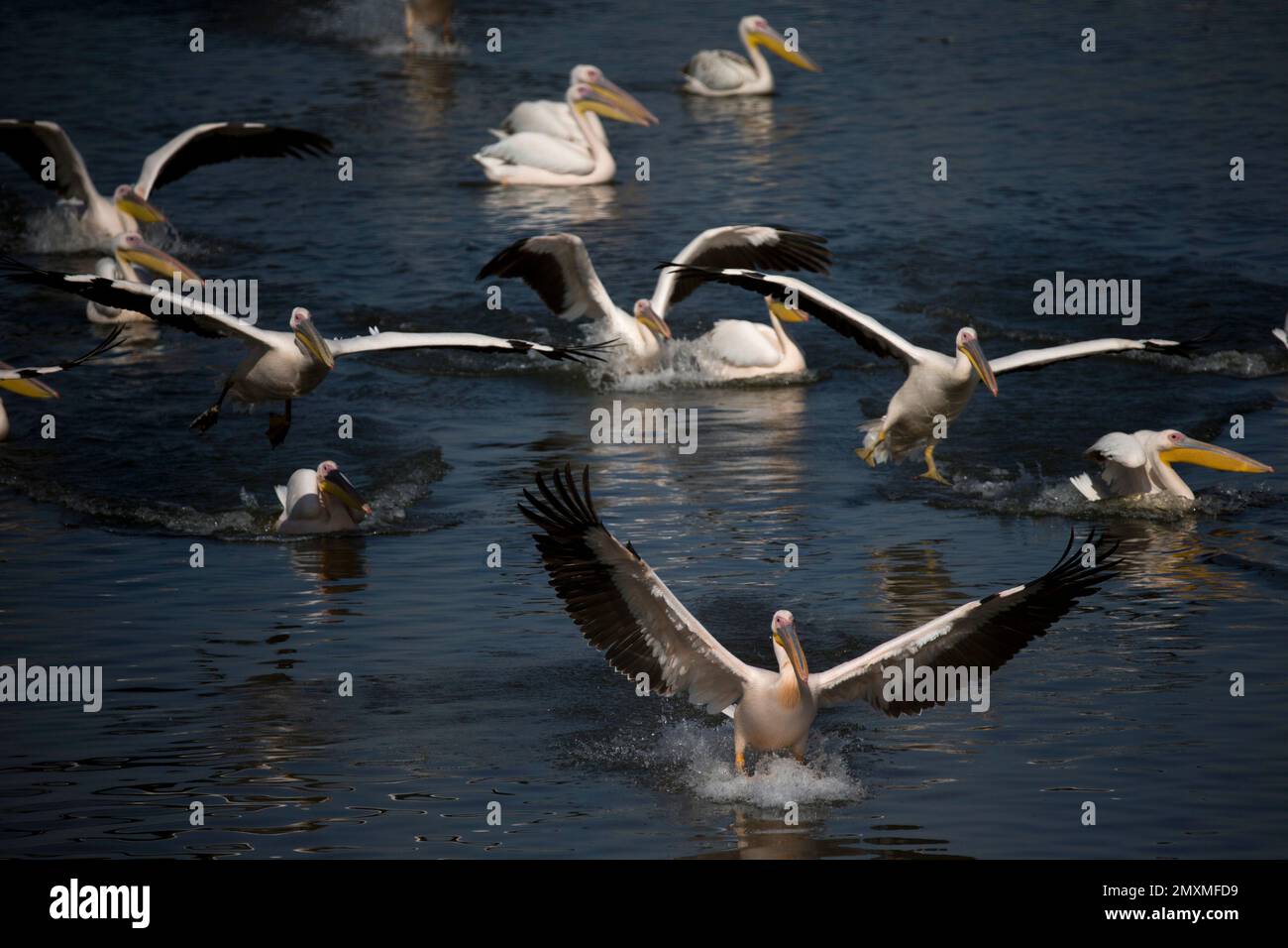 Great White Pelicans land in Mishmar HaSharon reservoir before they ...